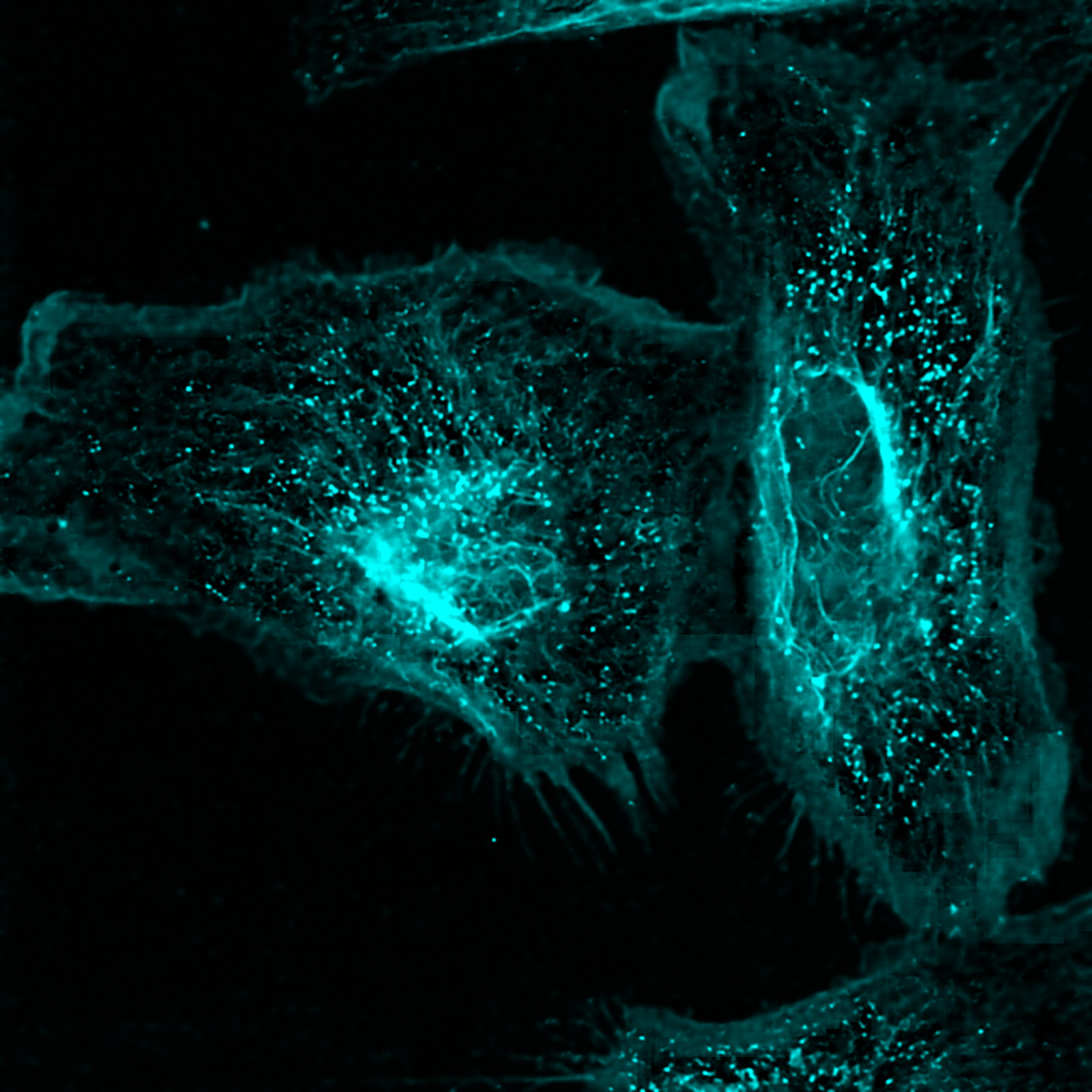 Stimulated Emission Depletion Microscopy (STED) - Rosalind Franklin ...
