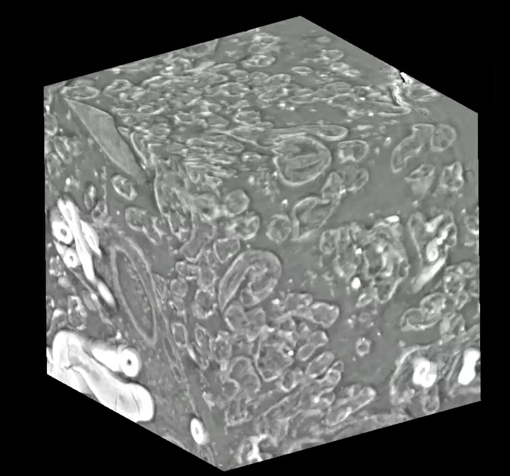 Machine Vision for Bioimaging - Rosalind Franklin Institute