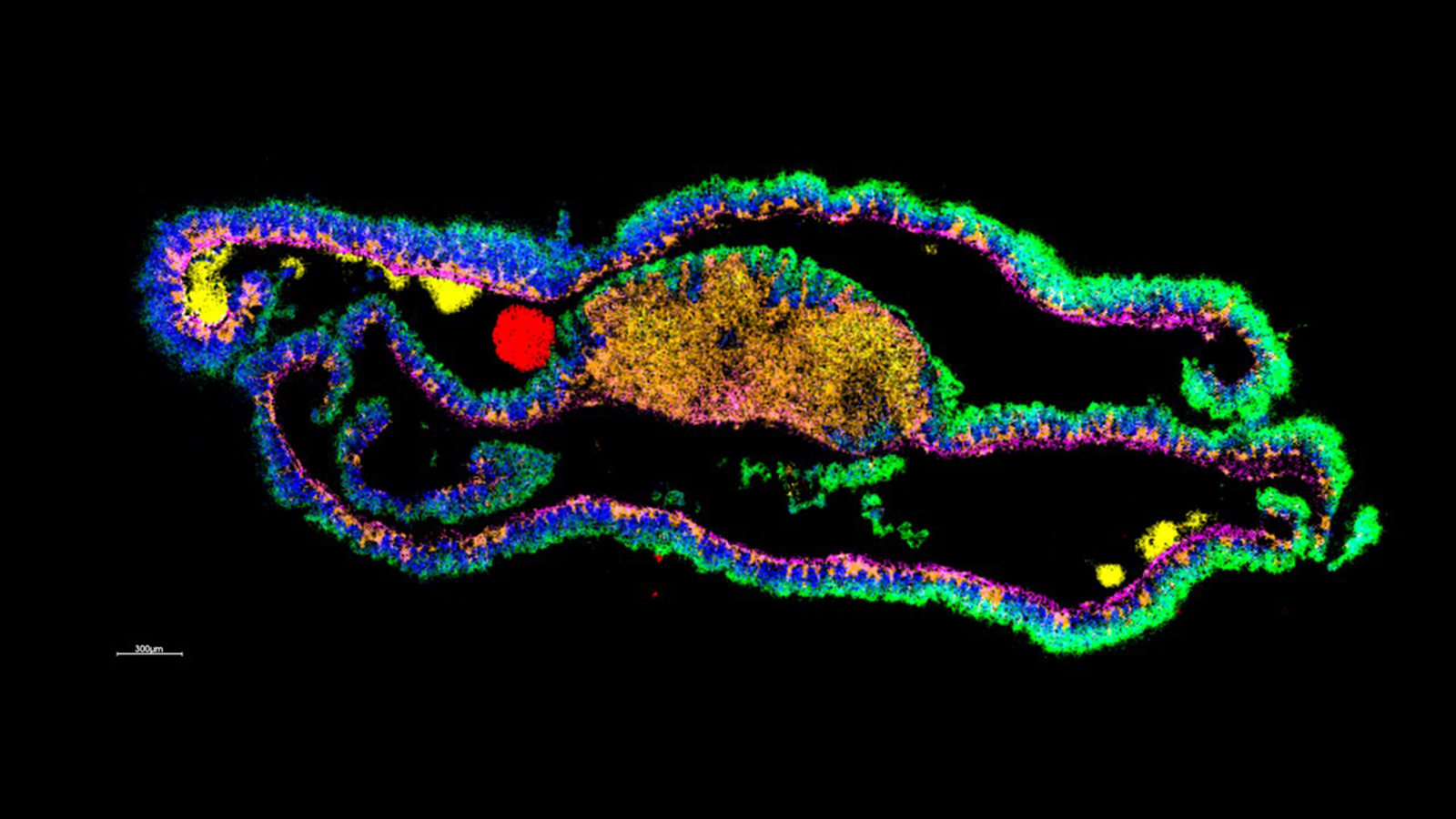 Subcellular Imaging - RFI